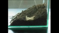 爱剪辑-设计并制作生态缸,观察其稳定性