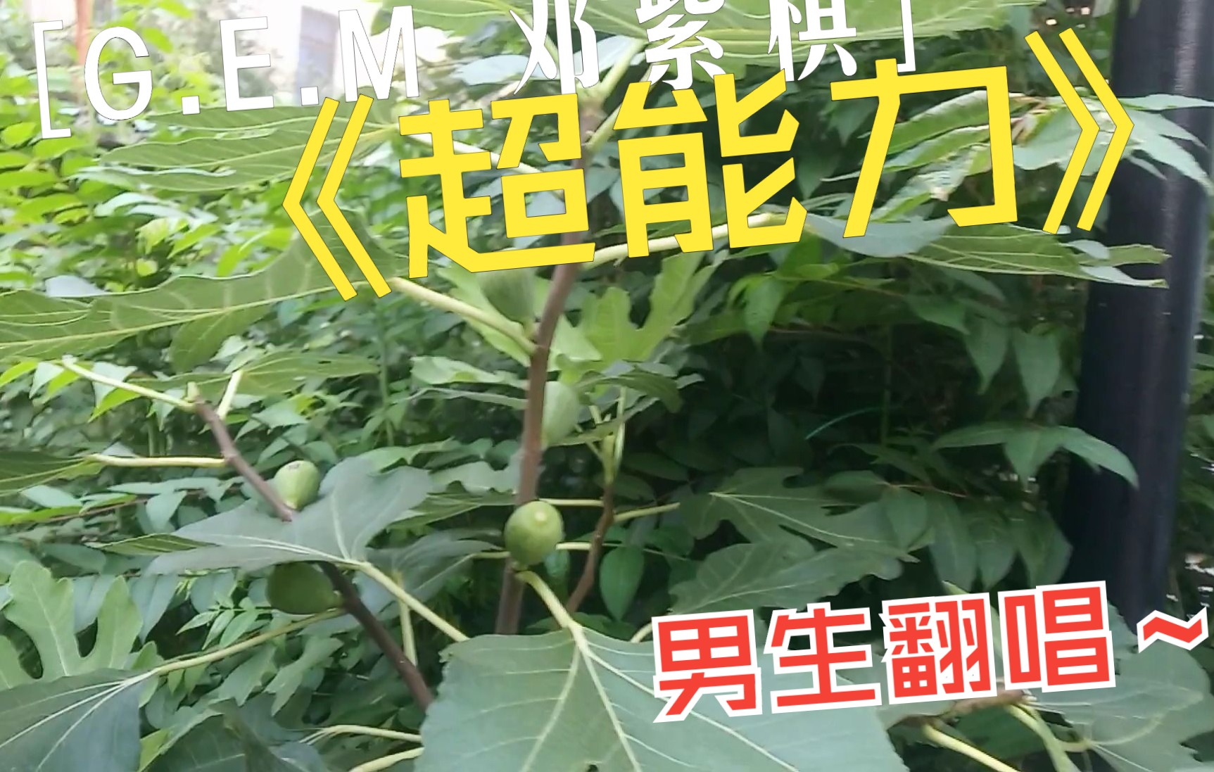 22020704为鸟而长的无花果,就是喂鸟
