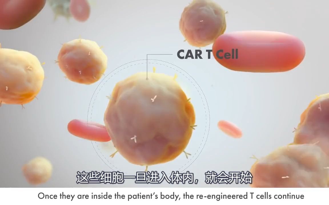 【3D医学动画】什么是CART疗法?