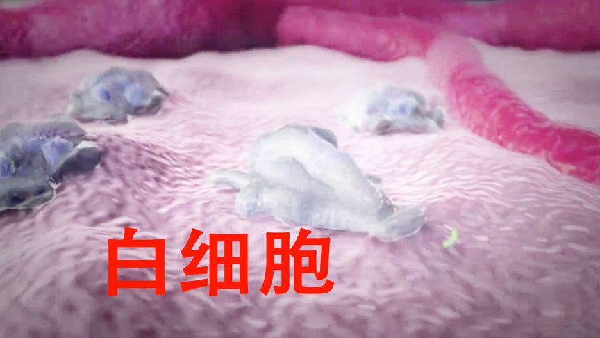 原来白细胞是这样吞噬细菌的！为这些存活时间不长的健康卫士点赞