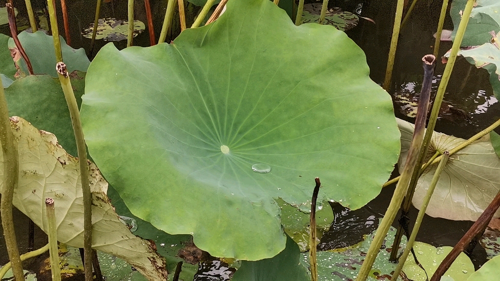 荷叶表面的超疏水现象