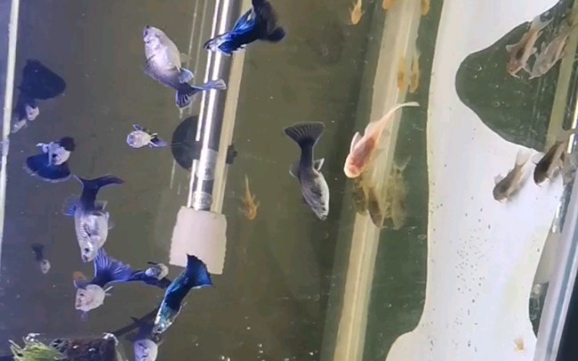 孔雀鱼的生长周期你们有详细记录过吗,