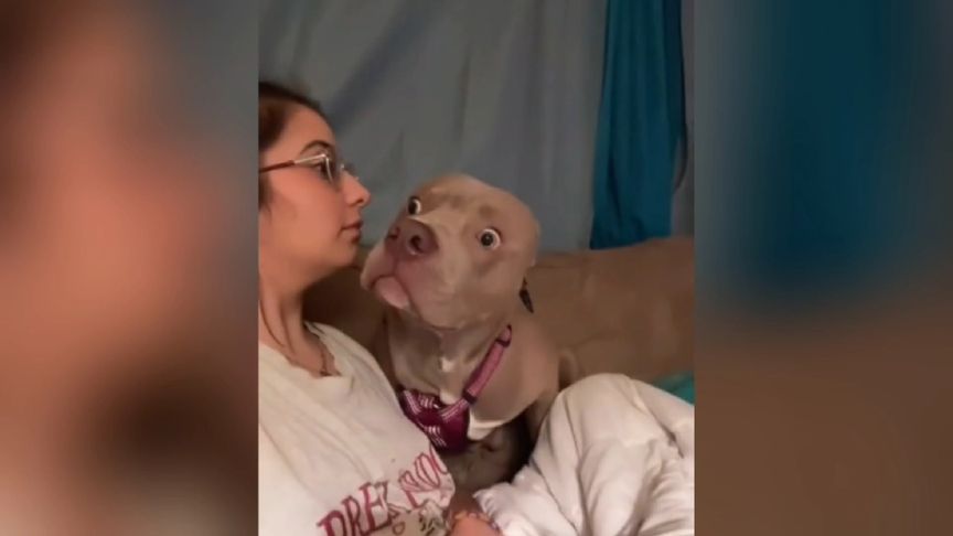 狗子:“你在狗叫什么?”