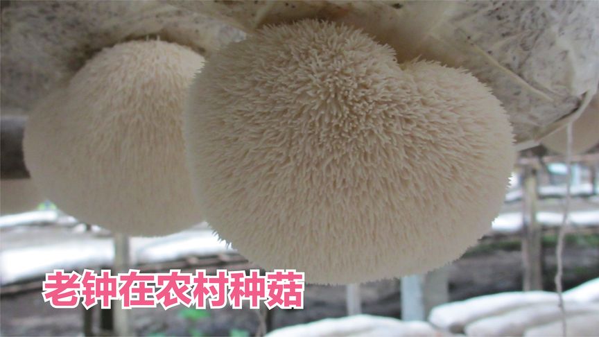 老钟,今天带大家看看猴头菇的生长过程,菇小时候粉红色非常漂亮