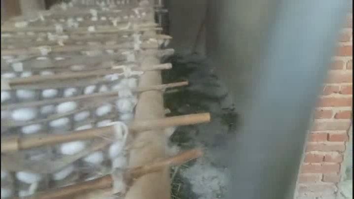 春蚕到死丝方尽,蚕宝宝结茧吐丝实拍,你肯定没看过!