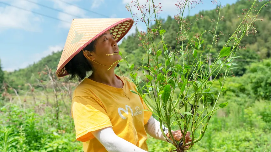 土人参,别当杂草除了,根叶可以这样吃