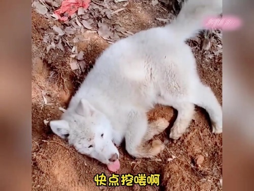 世界破破烂烂,小狗缝缝补补,这个世界不能没有小狗萌宠大赏治愈小奶狗