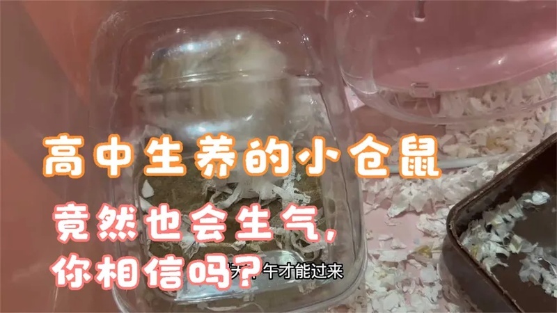 高中生养的小仓鼠,竟然也会生气,你相信吗