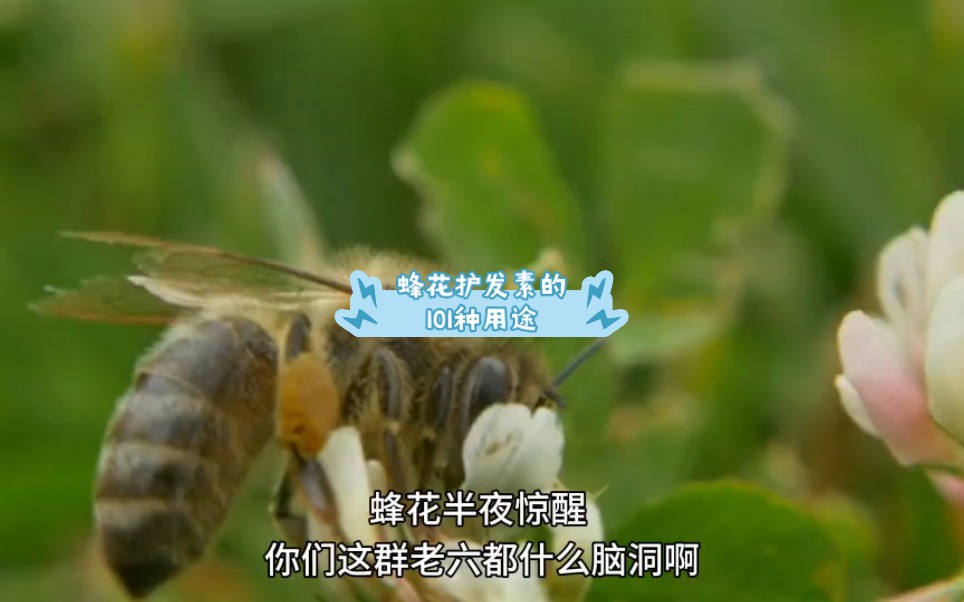 蜂花护发素的101种用途