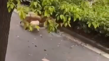 「慎入」小区流浪狗撕咬流浪猫