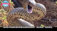 世界10大毒蛇排名——眼镜王蛇靠后,第二名在中国