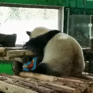 咸蛋黄流沙汤圆 