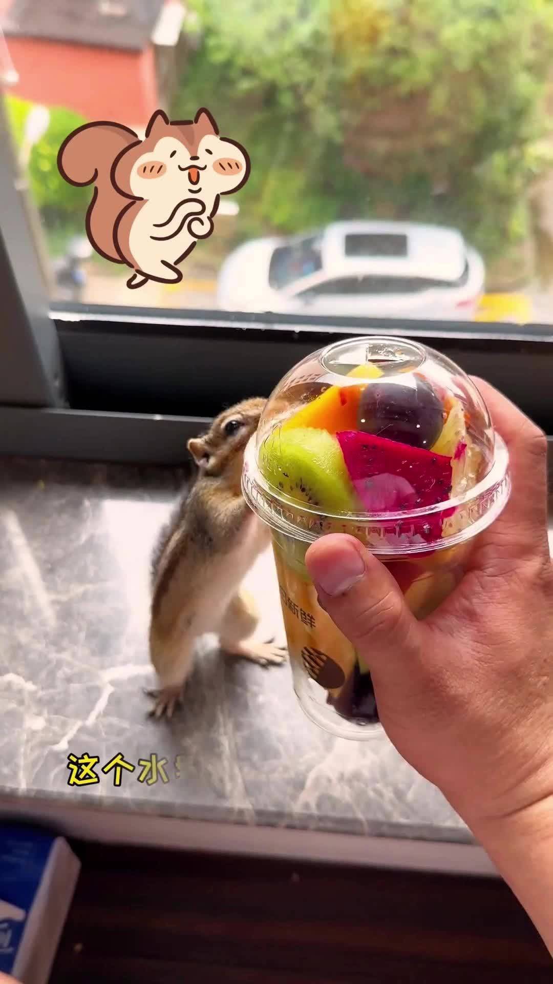 诚实是小松鼠最好的美德!嘿嘿