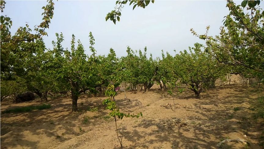 梨树的花开过以后。结果了。小梨在慢慢长大。