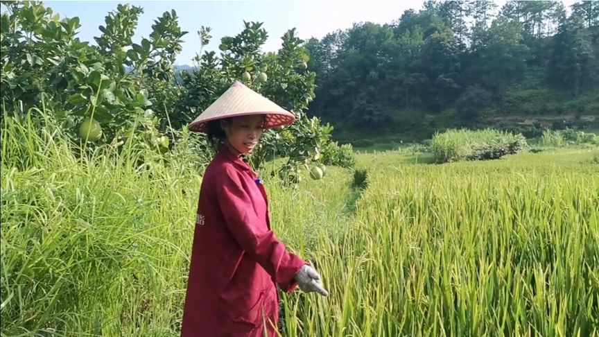 农村小兰看看这些稻谷几成熟了,今天视儿童拍的,不好别见笑。