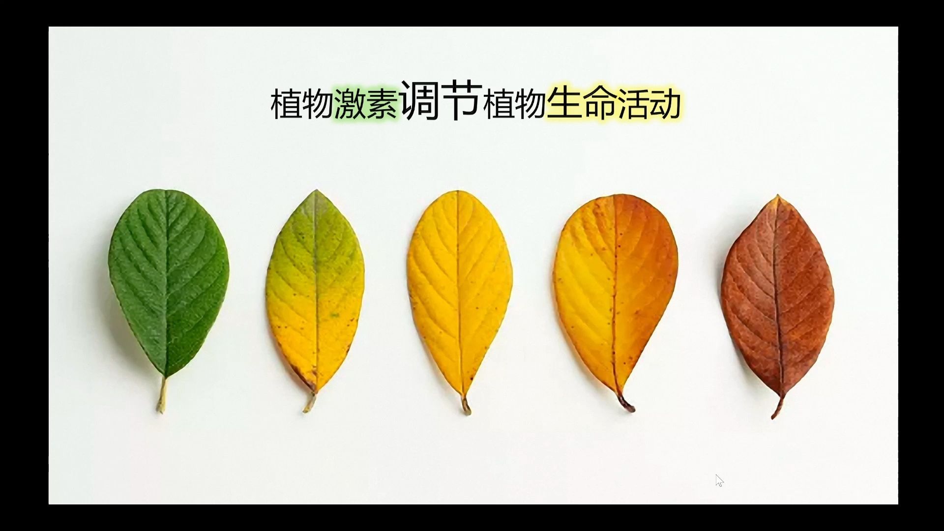 ...版高中生物选择性必修一5.2植物激素调节植物生命活动活动 截取视频