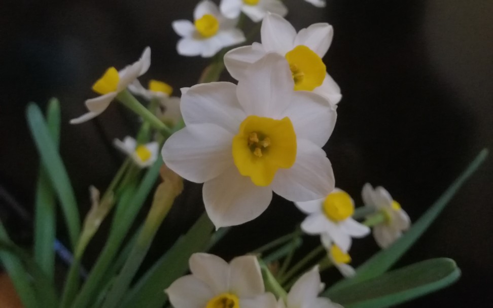 水仙花的生长记录(60天)