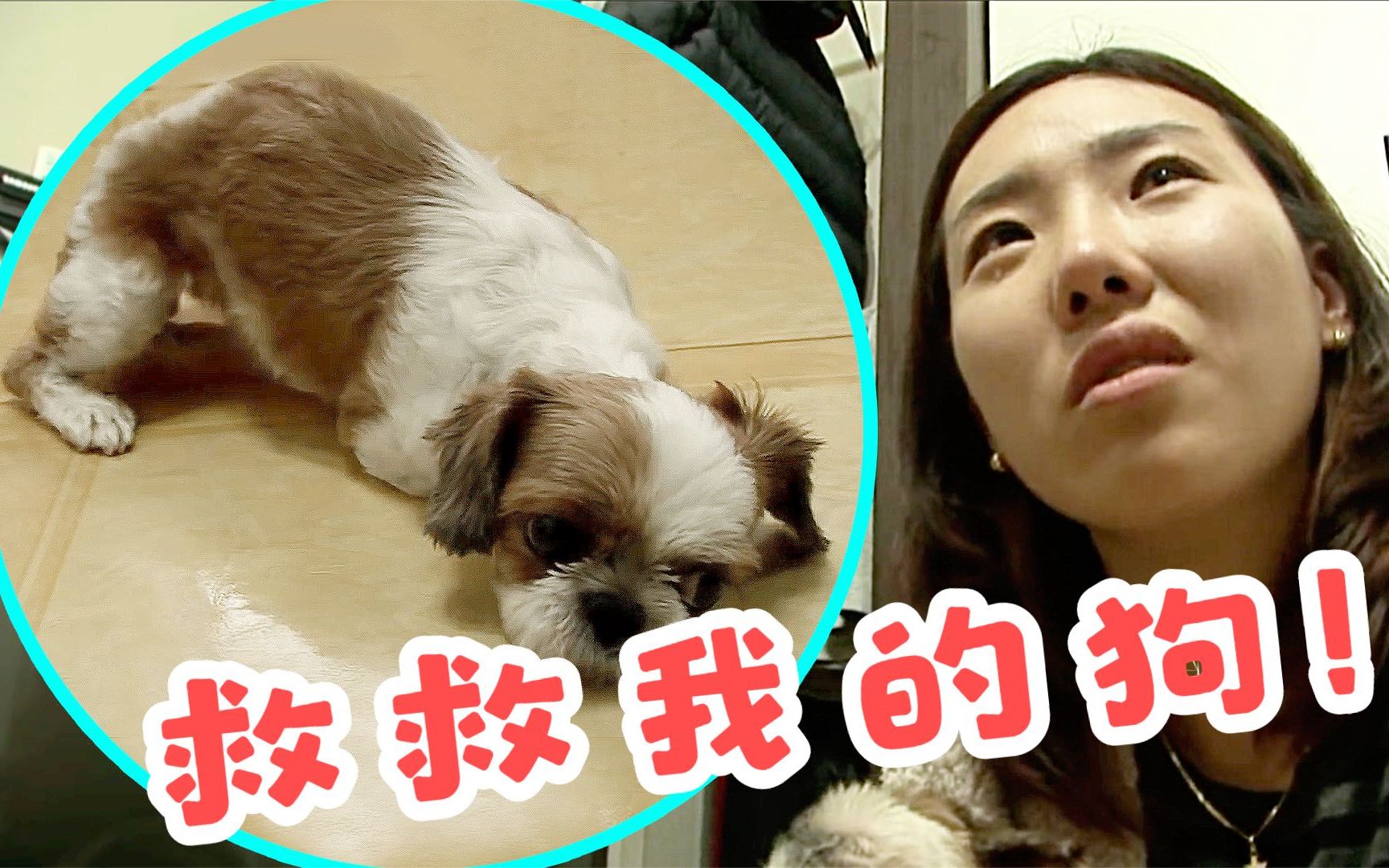 狗狗突然像中风一样,头歪身体扭曲不断颤抖,主人吓坏了连医生都不...