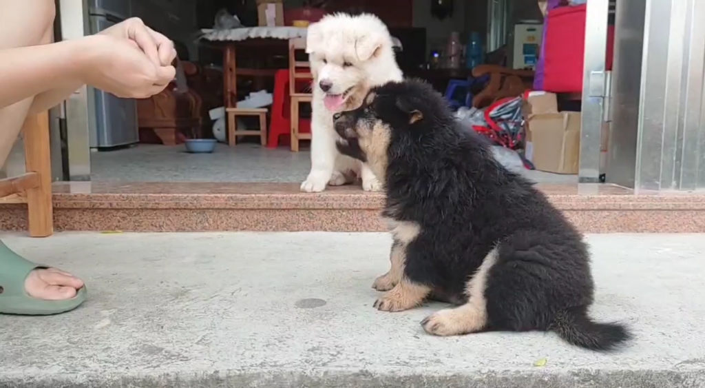 ...犬龄。到家才一周,就学会握手了～而且不会在家里乱拉乱叫～特别乖!