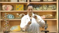 观察蝗虫精母细胞减数分裂固定装片