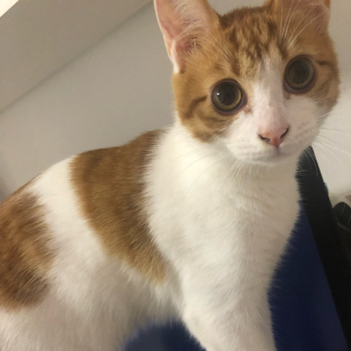圣光猫猫 