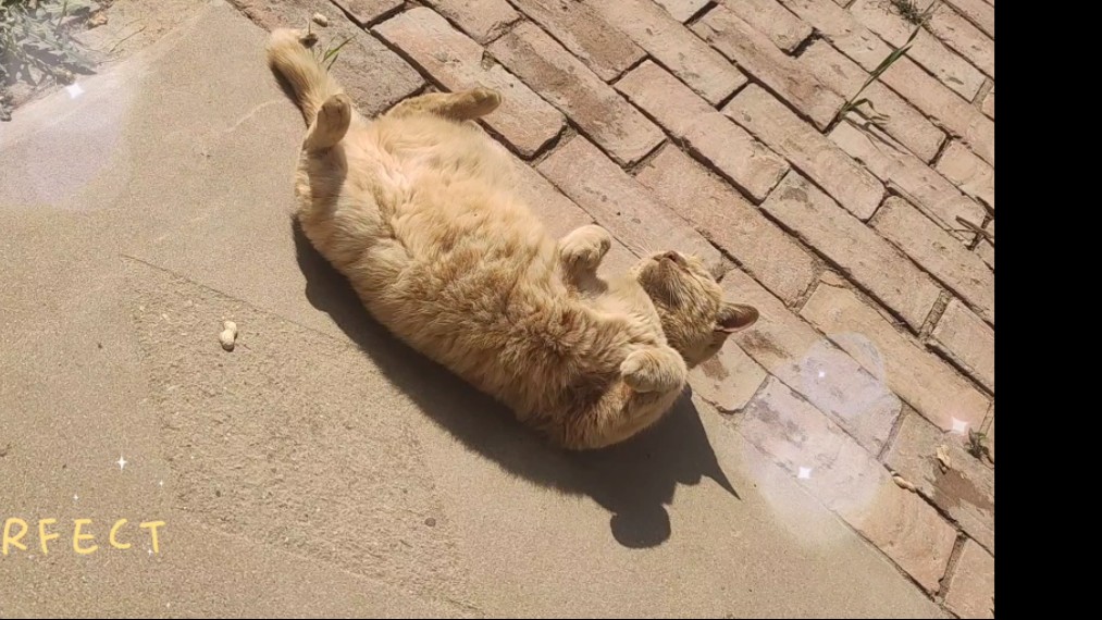 猫和老虎:都是如此慵懒的动物啊~