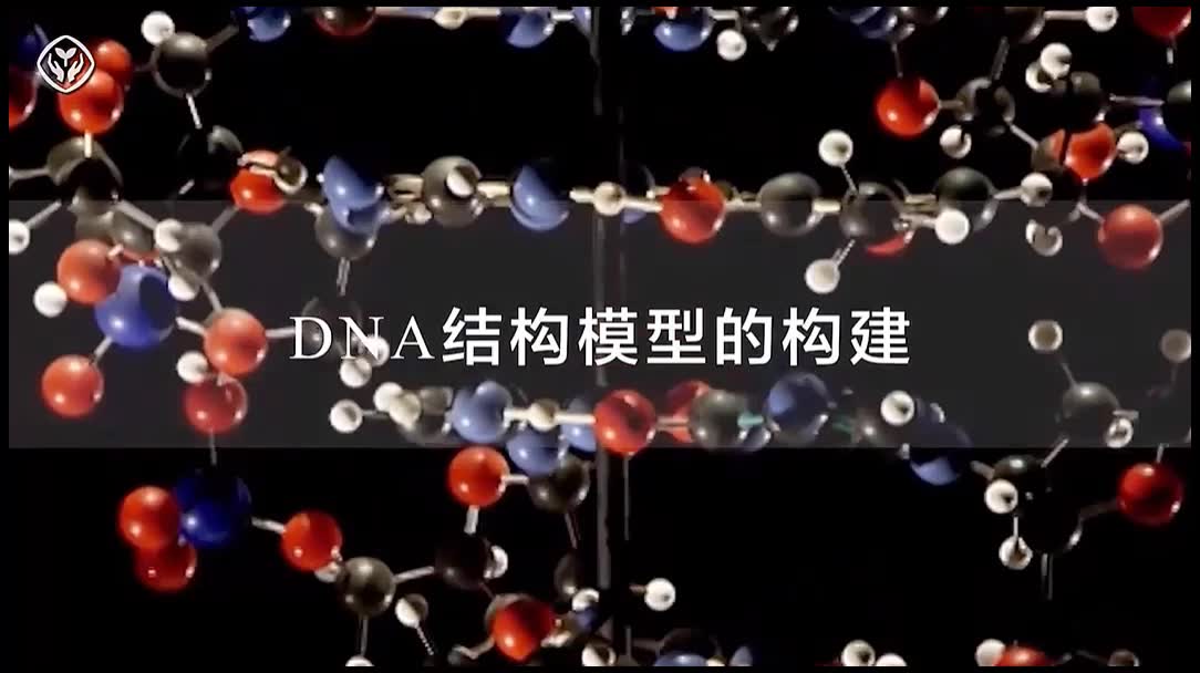 【生物动画】DNA结构模型的构建