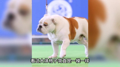 动画里面狗狗的原型你知道都是谁吗?你认识几个?
