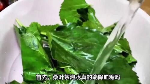 常喝桑叶茶泡水,这四个问题要搞清楚,看完心里就有数了