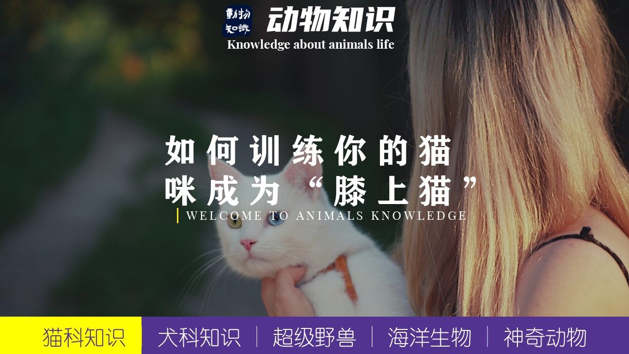 如何让猫咪喜欢坐到你的腿上,训练你的猫咪成为“膝上猫”?