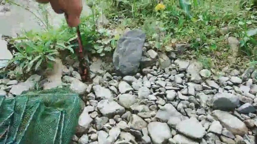 这种动物据说有药用价值!