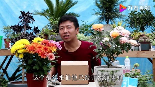 去年栽种的洋水仙,今年这样操作,芽子往外窜,快速复花!