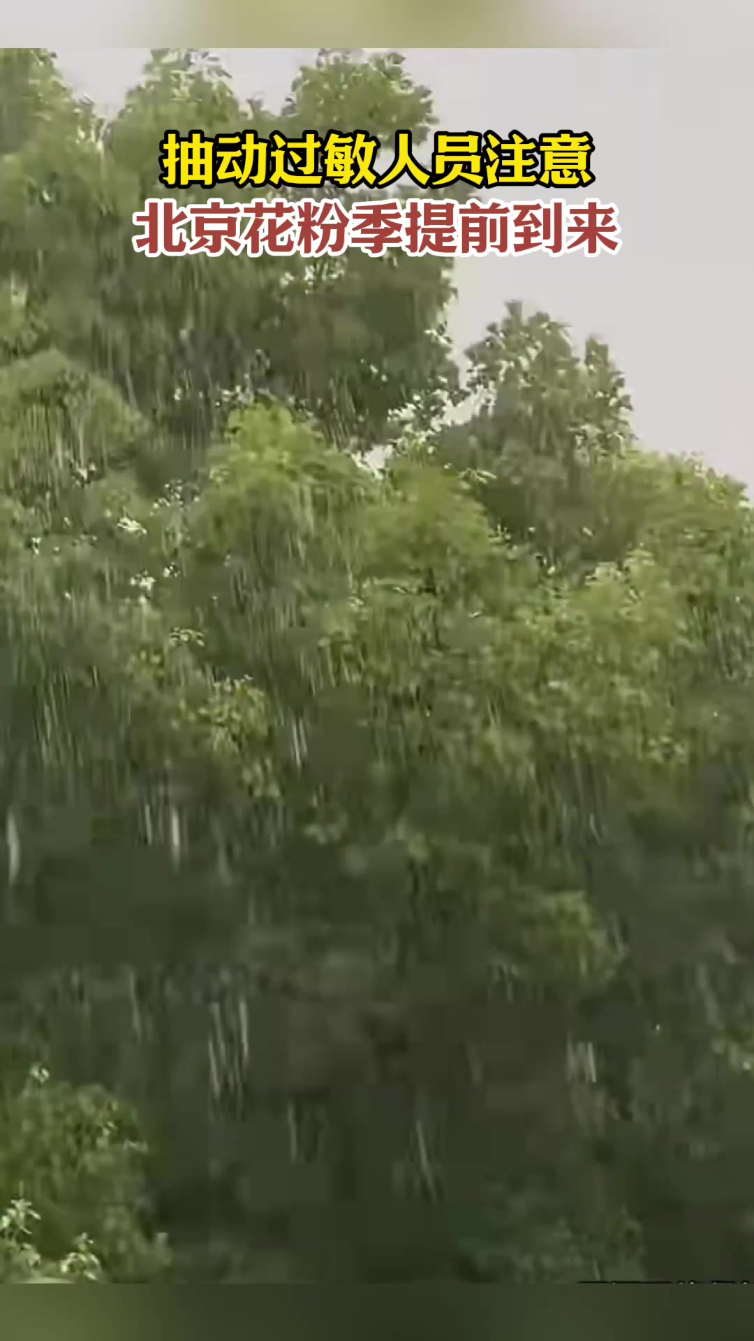 抽宝敏宝注意,北京花粉季提前到来! 注意,受今年雨水充沛影响北京的...