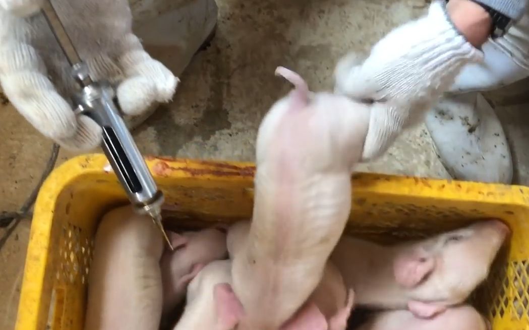【L桑搬运】给猪仔打针!看起来好痛