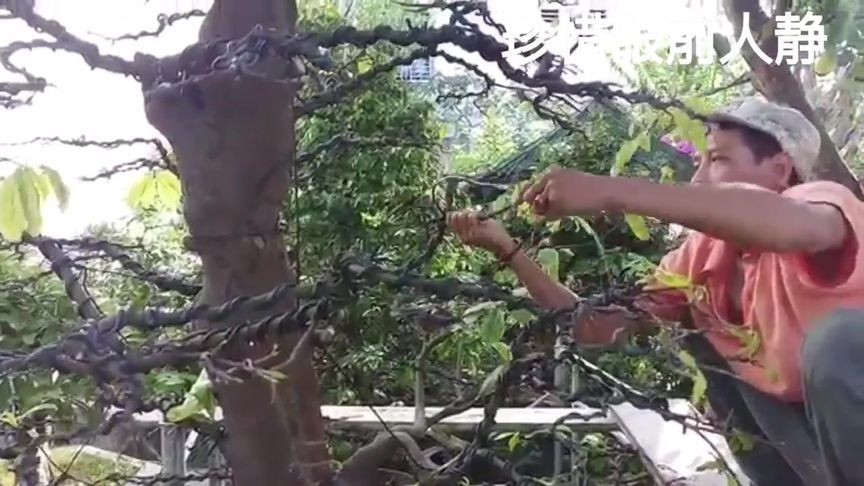 创意制作树桩盆景,如何把一整棵芒果树改造成观赏盆景?