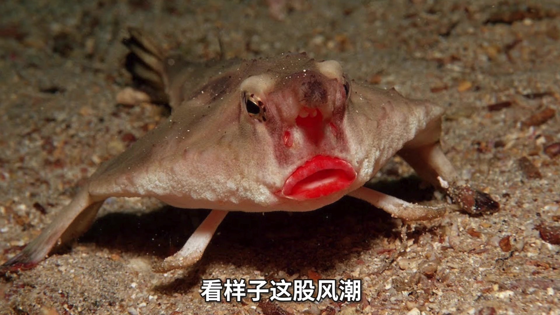 5种拥有奇特外貌的海底生物