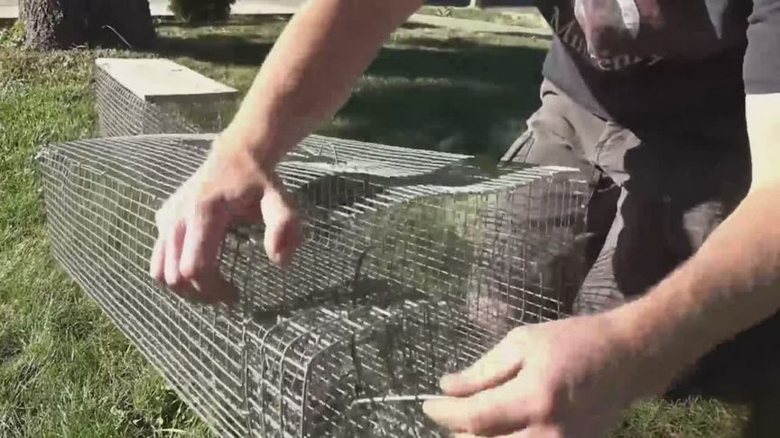 捕鼠技巧,外国小伙向我们介绍捕鼠笼的正确使用方式