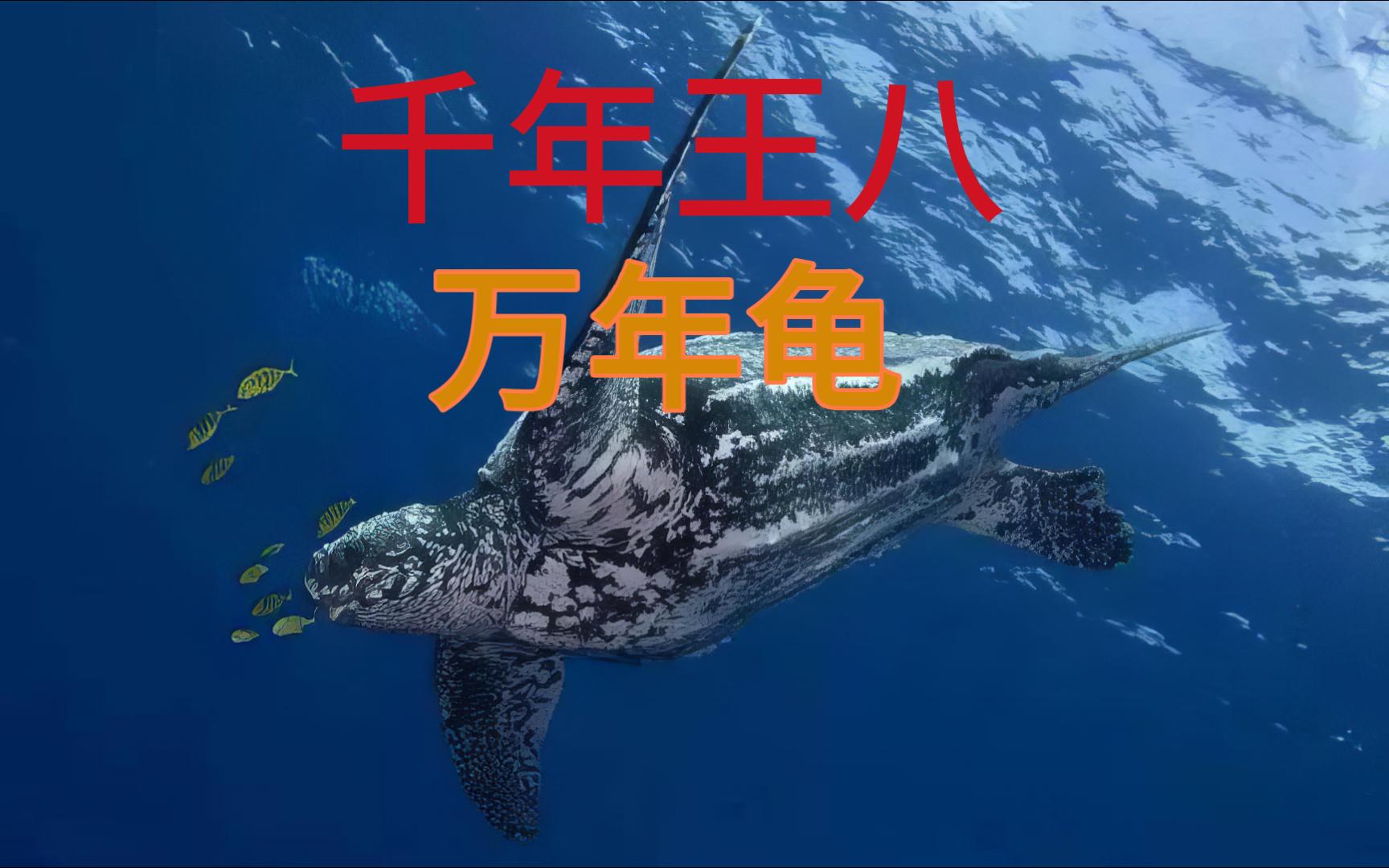 4K动物世界 最古老的爬行动物之乌龟