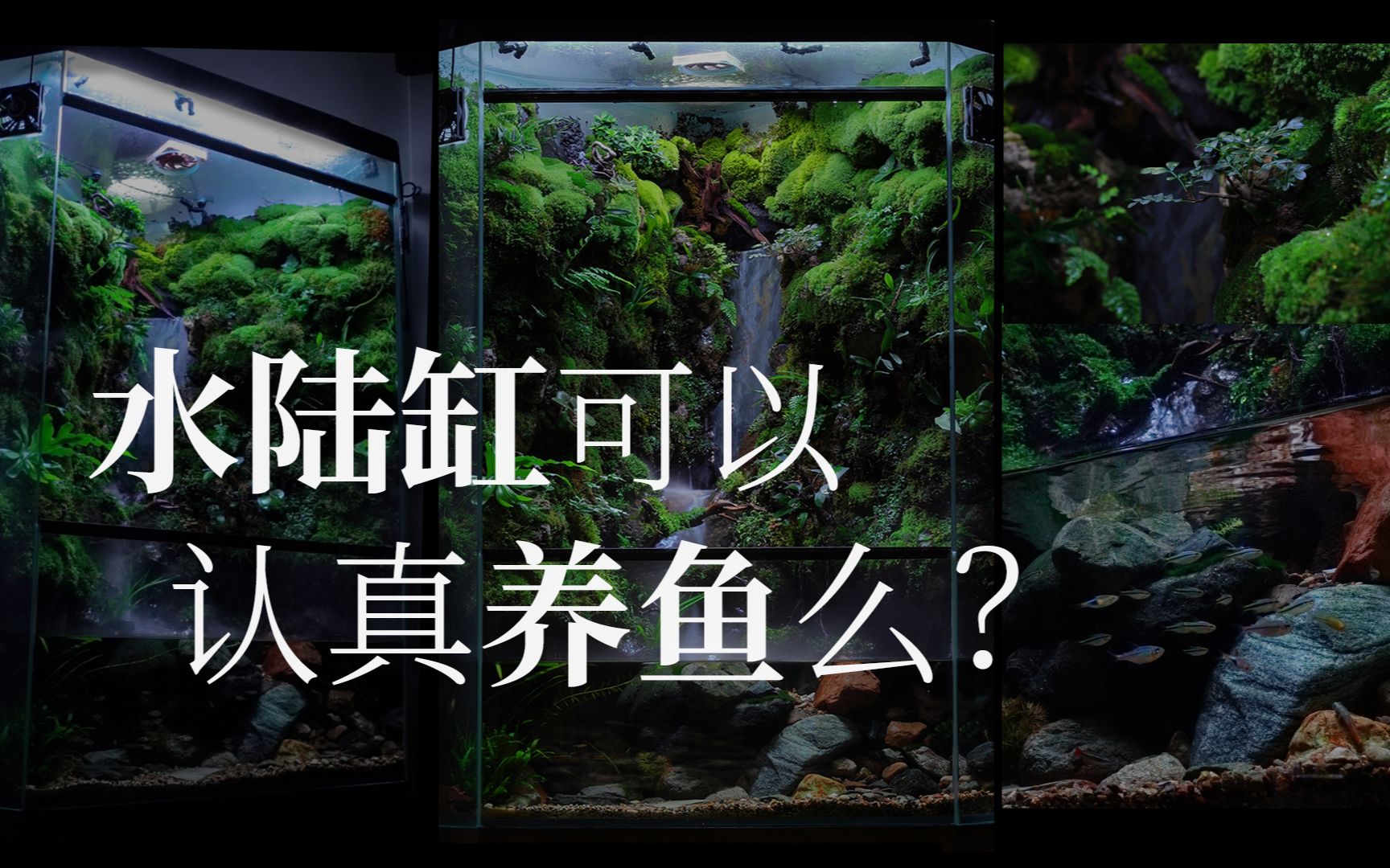 水陆缸可以认真养鱼么?4K超清