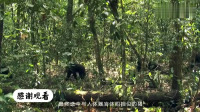猪的器官真可以移植给人类使用吗?看完涨知识,猪又解锁新功能!