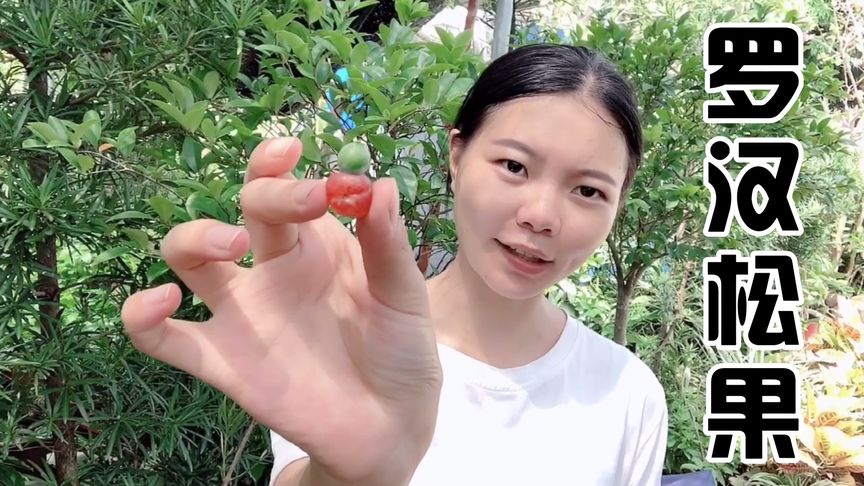 观赏价值较高的小叶罗汉松,果实像罗汉而得名,它可以吃吗?