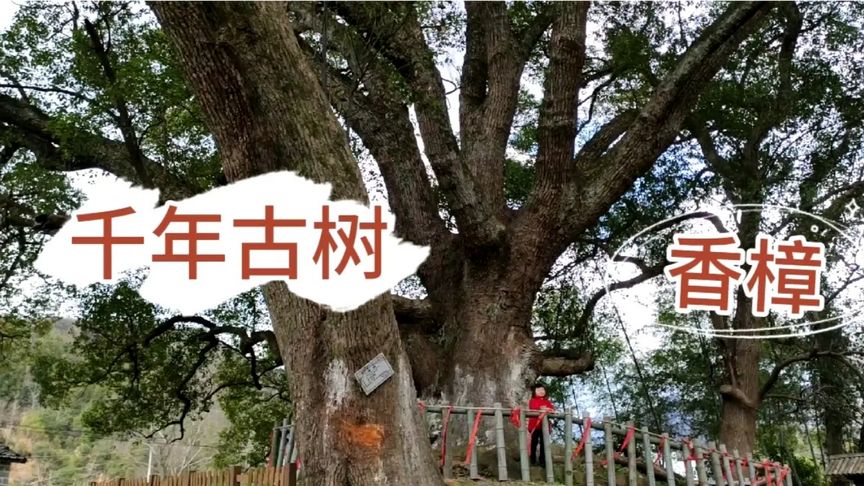 第一次见到1000多岁的香樟树,新年来膜拜一下,祝大家新年快乐!