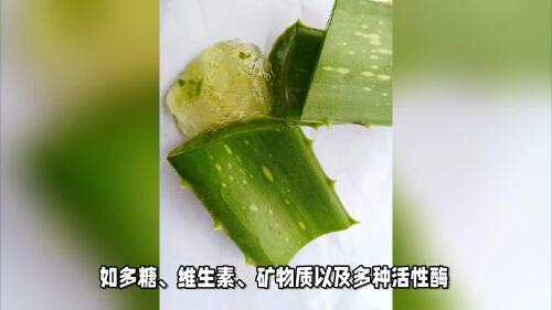 芦荟美容全攻略:正确使用,绽放美丽