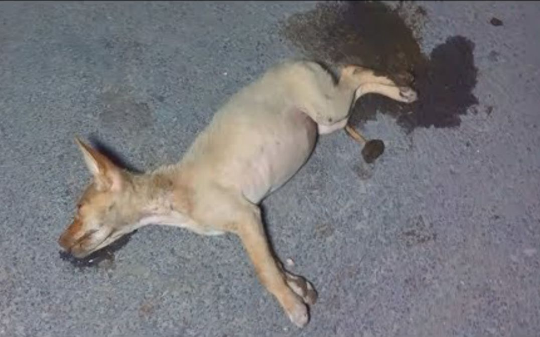 这只狗狗脑损伤几近死亡被好心人救下!后面发生的事情太感人了…@...