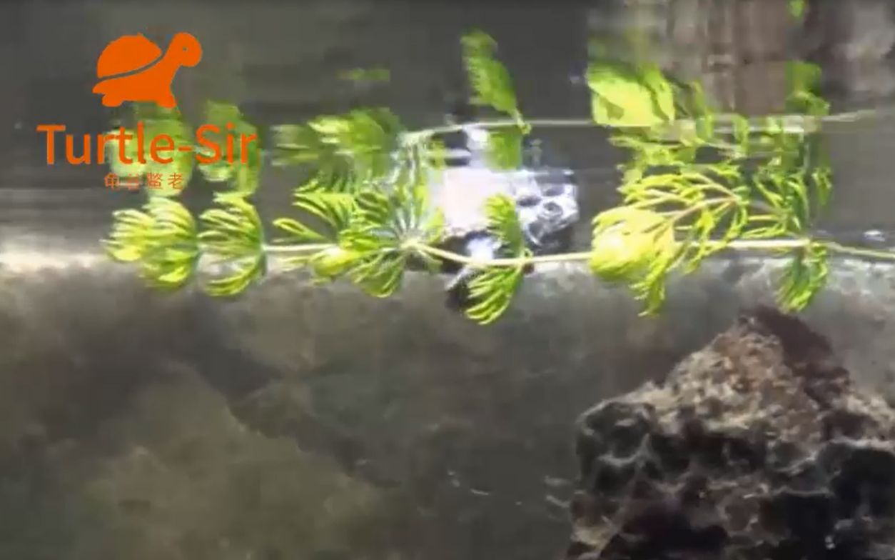 欧洲泽龟过滤器选择讲解,深水龟通用「龟谷鳖老」