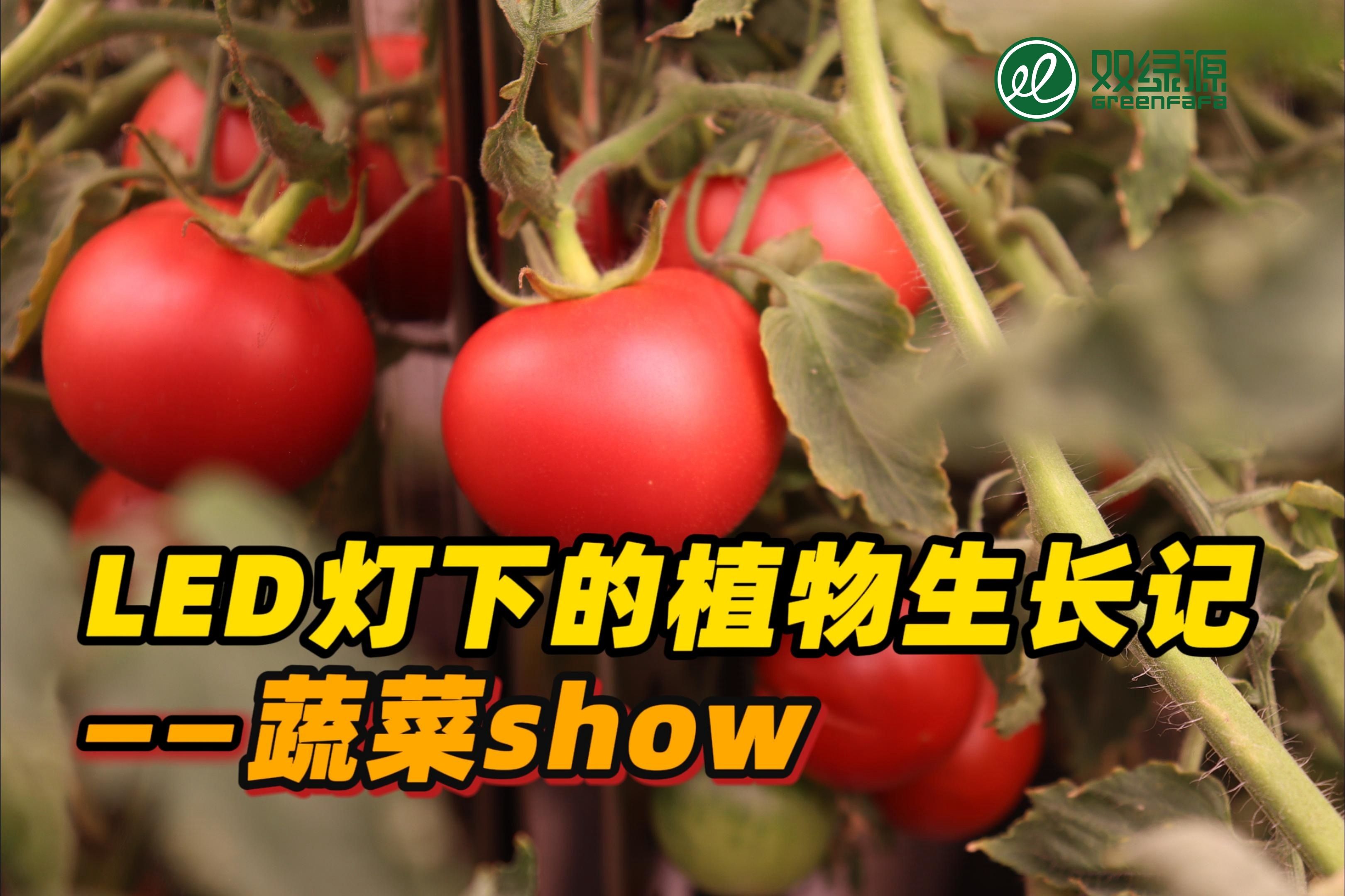 LED灯下的植物生长记——蔬菜show