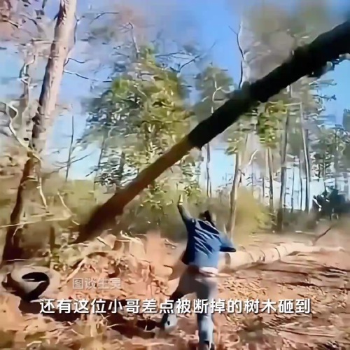 砍伐倾斜树木的危险性为何令人意外增加如此之多