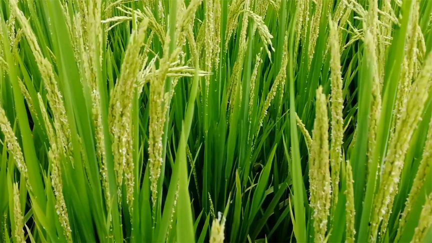 水稻花是不是优质的米粉源植物?蜜蜂不同时间段的采集情况有答案