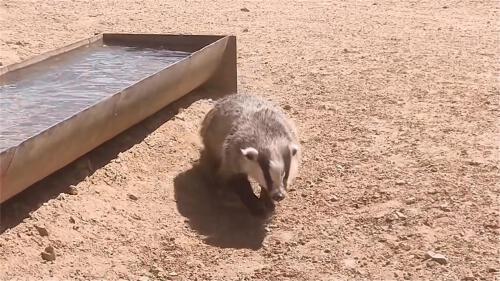 猪獾喝牧民的水槽水被偷拍,发现后主动迎上前"打招呼"
