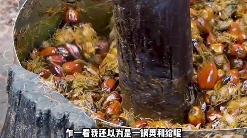 你见过棕榈油吗